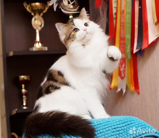 Шотландский котик Хайленд-страйт