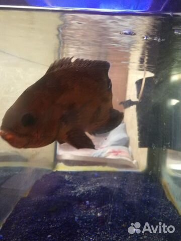 Астронотус