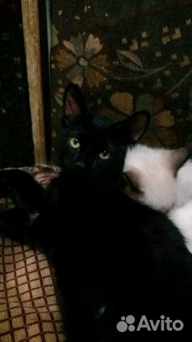 Угольный котенок в поисках любящих хозяев