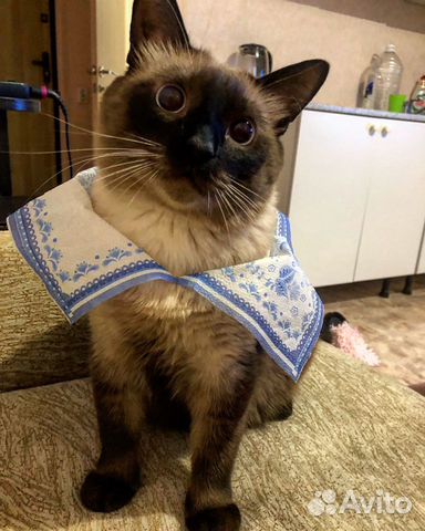 Кот Томас