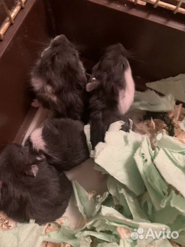 Хомячат в добрые руки бесплатно