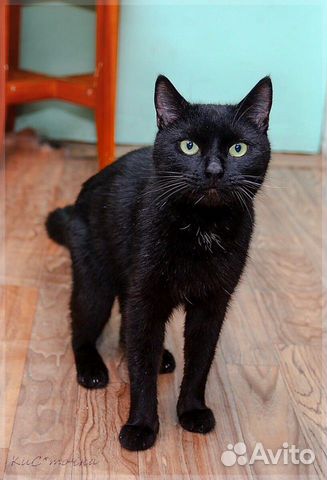 Кот Смайл