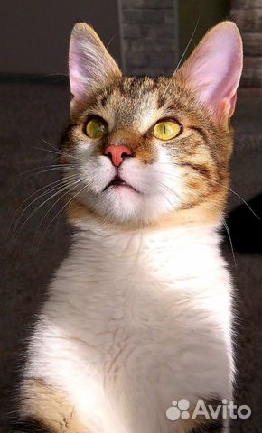 Замурчательный котёнок:)
