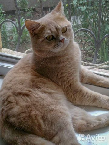 Предлагаю кота для вязки