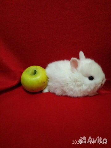 Декоративные кролики