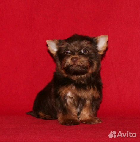 Шоколадный йорк мальчик