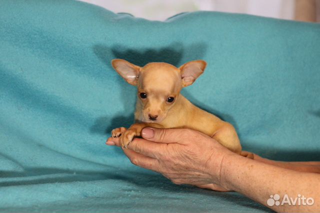 Той-терьер. Мини