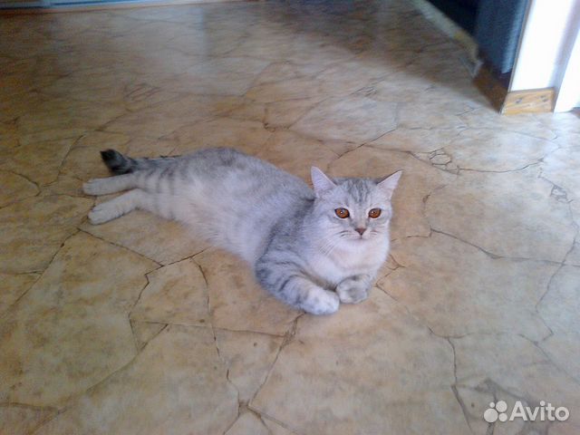 Кошка в добрые руки