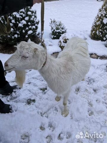 Продаётся дойная коза, порода Ламанча