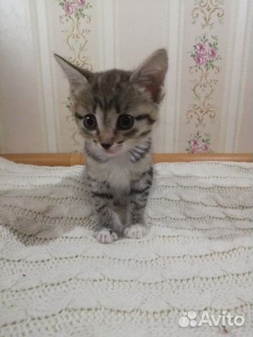 Котята