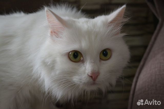 Кошечка