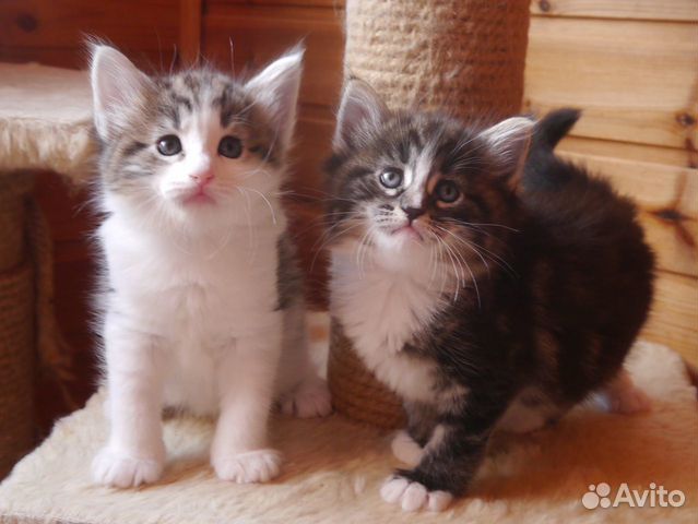 Котята породы норвежская лесная котики и кошечки