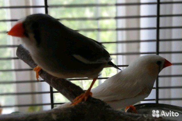 Пара Зебровых Амадин