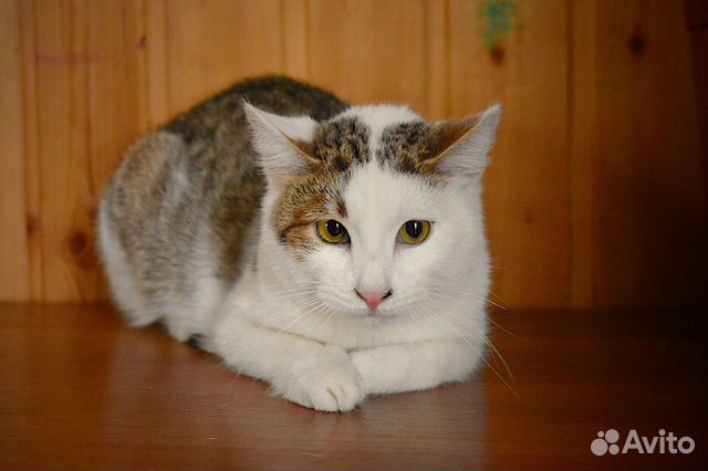 Молодой котик Чук