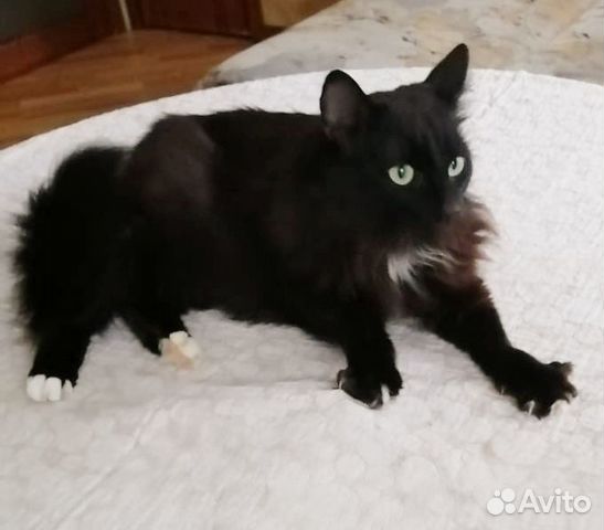 Алекс отдам в добрые руки