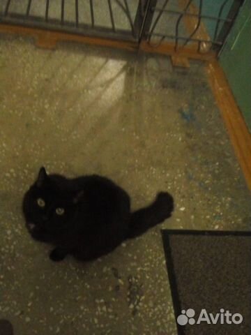 Кошка с зелёными глазами