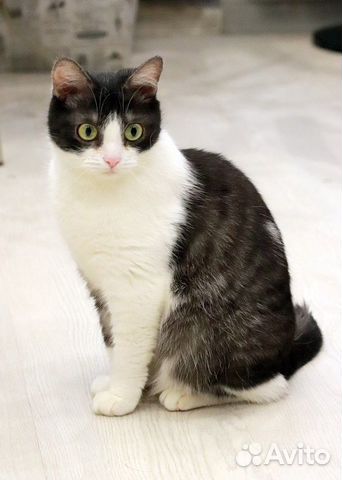 Нежная кошка в добрые руки