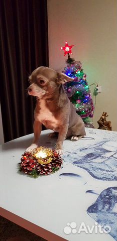 Жених чихуахуа для вязки. (не продажа)