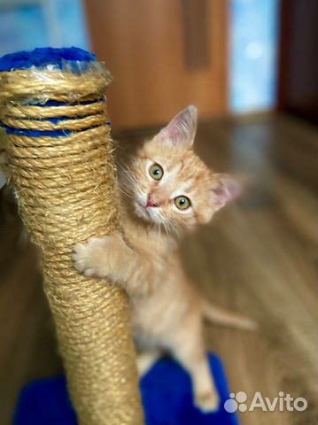 Маленький Король Лев ищет свое Королевство