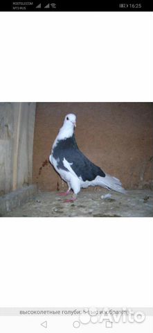 Высоколетные голуби