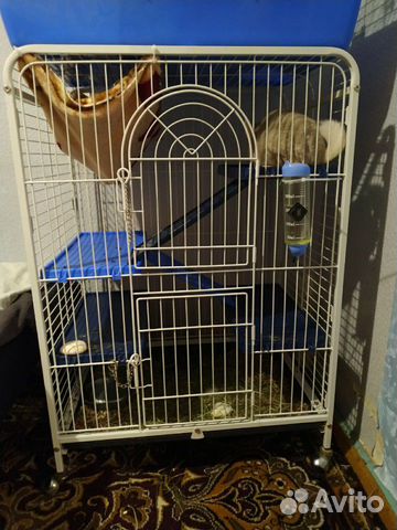 Продам пару шиншилл с клеткой