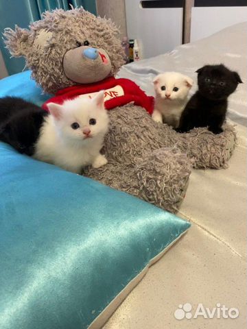 Очаровательные бриташки