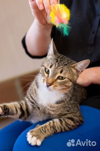 Братики котики