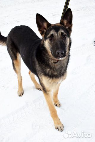 Щенок Ника 8 мес в добрые руки