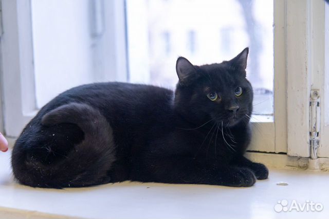 Котенок мальчик