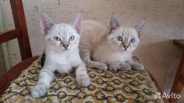 Котята бенгалы