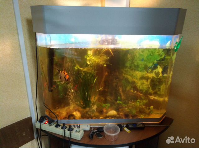 Скалярки, сложившаяся пара