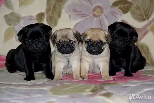 Милые щеночки разных окрасов