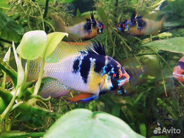 Апистограммы ремирези мирная аквариумная рыбка