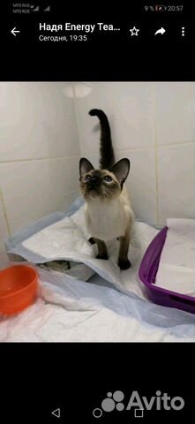 В дар сиамская кошечка