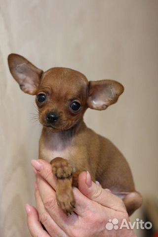 Той-терьер. Мини и микро