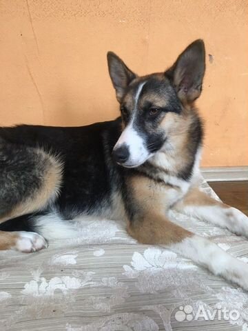 Щенок Барни в добрые руки