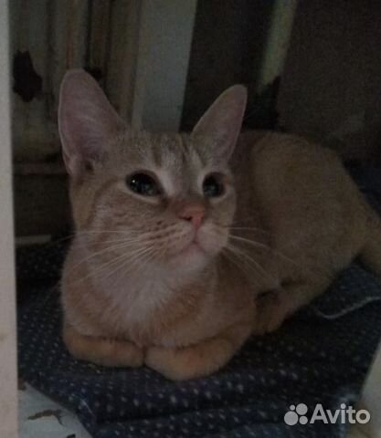 Кошка Рыжуля 6 месяцев ищет дом