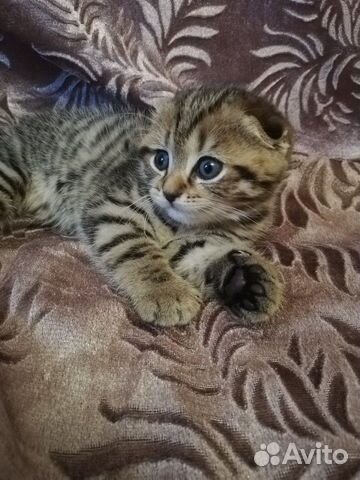 Котик шотландский вислоухий