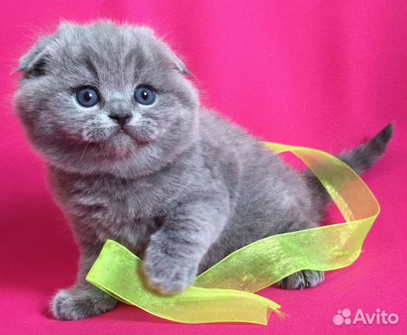 Чистопородные плюшевые медвежата