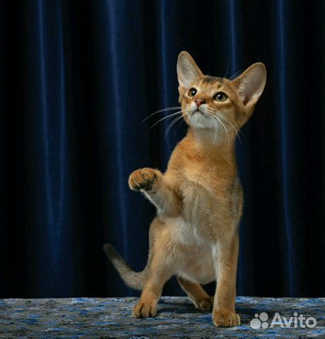 Котята Абики