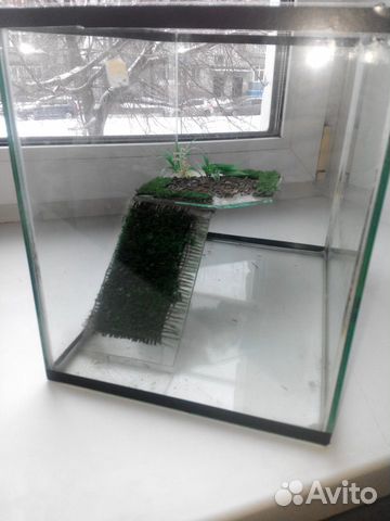 Черепашник