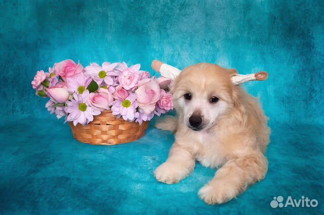 Щенок китайской хохлатой