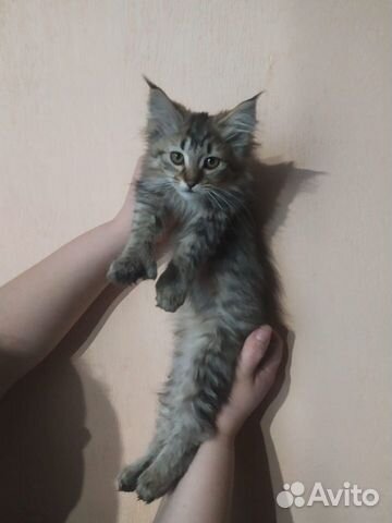 Кошечка пиксибоб