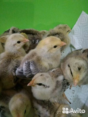 Барковские и кучинские