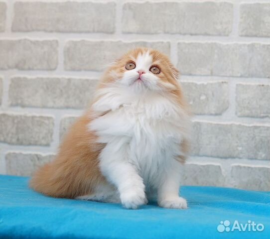 Котик Хайленд Фолд