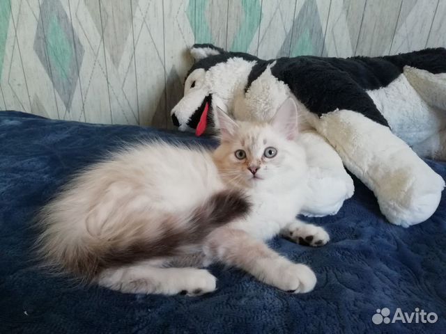 Невская Кошечка