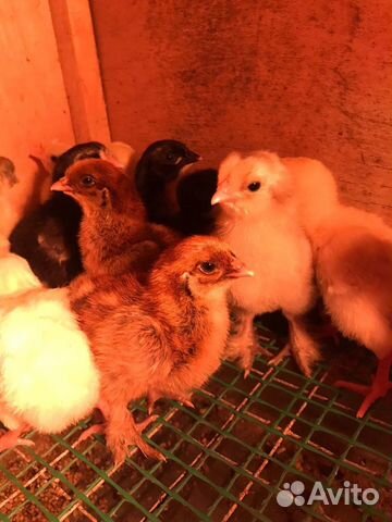 Цыплята мясо-яичных пород