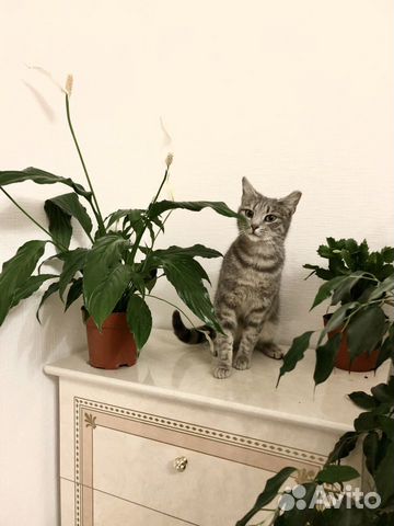 Кошечка в добрые руки