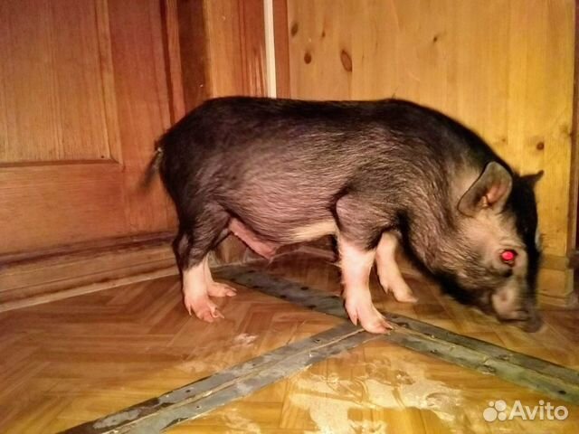 Минипиги вьетнамские свинки