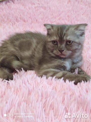 Шотландские Вислоухие